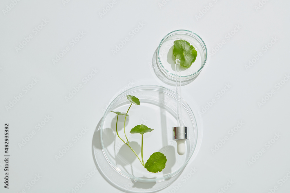 Gotu kula decorated in petri dish and transparent podium with blank ...