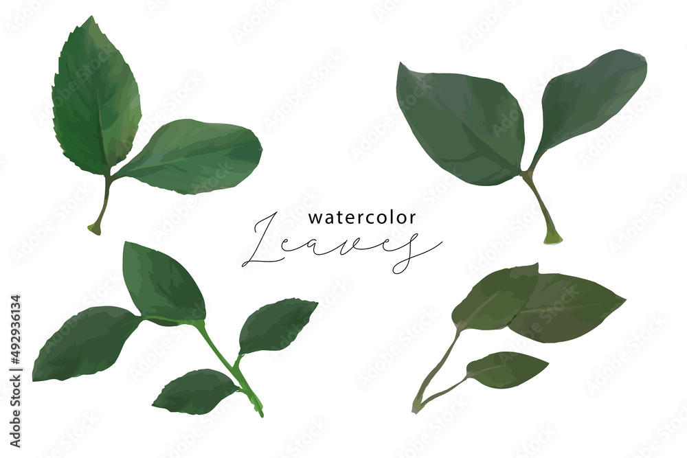 Green rose leaves set. Watercolor leaf illustration clip art element ...