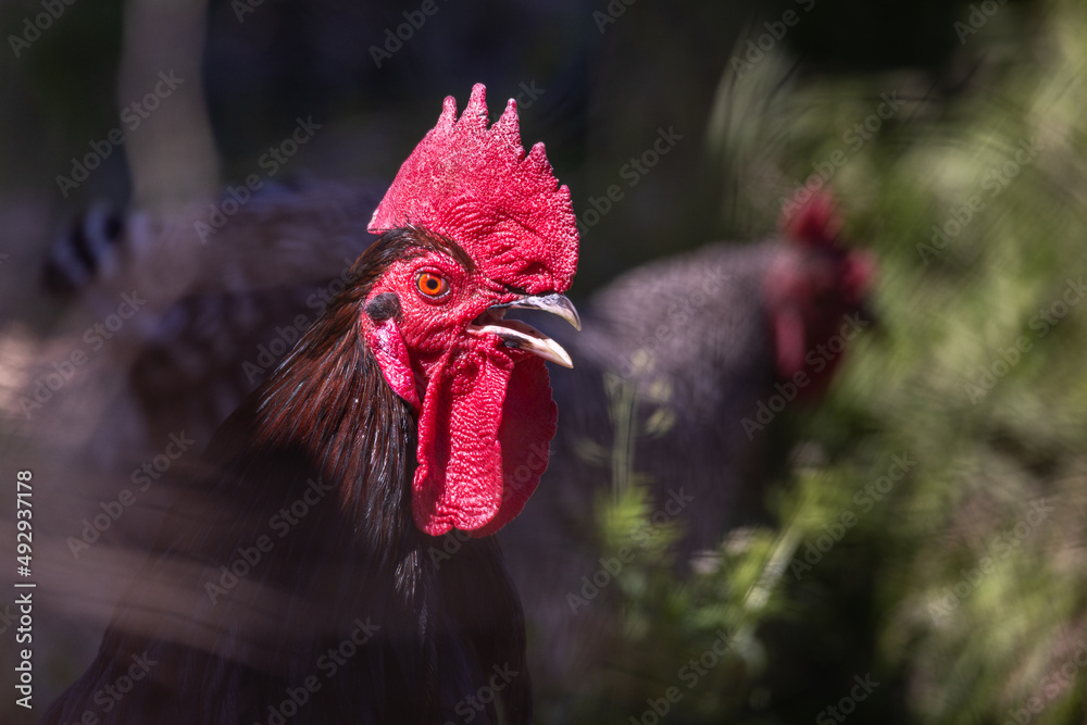 Angry rooster with open beak, looking at camera, side view. Angry bird ...