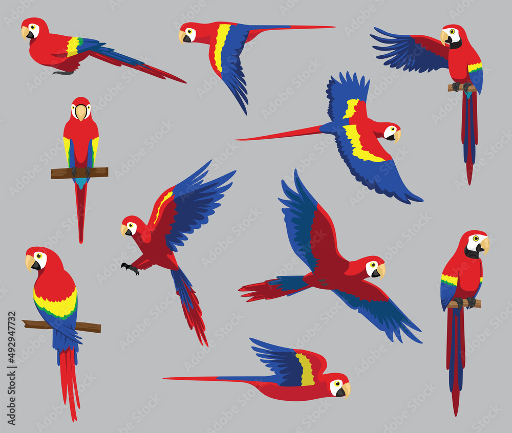 Cartoon Scarlet Macaw Cute Various Poses Cartoon Vector Illustration ...