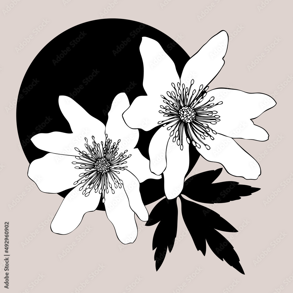 Line art Wood anemone illustration. Elegant drawing of summer flowers ...