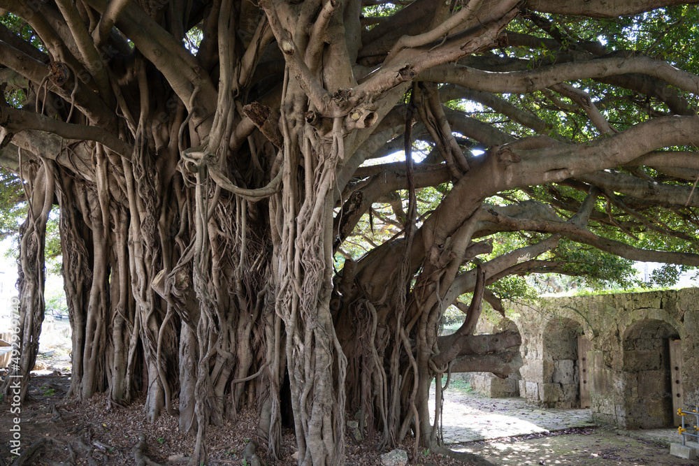 Malayan banyan tree and stone gate of Sogenji Temple in Naha City Stock ...