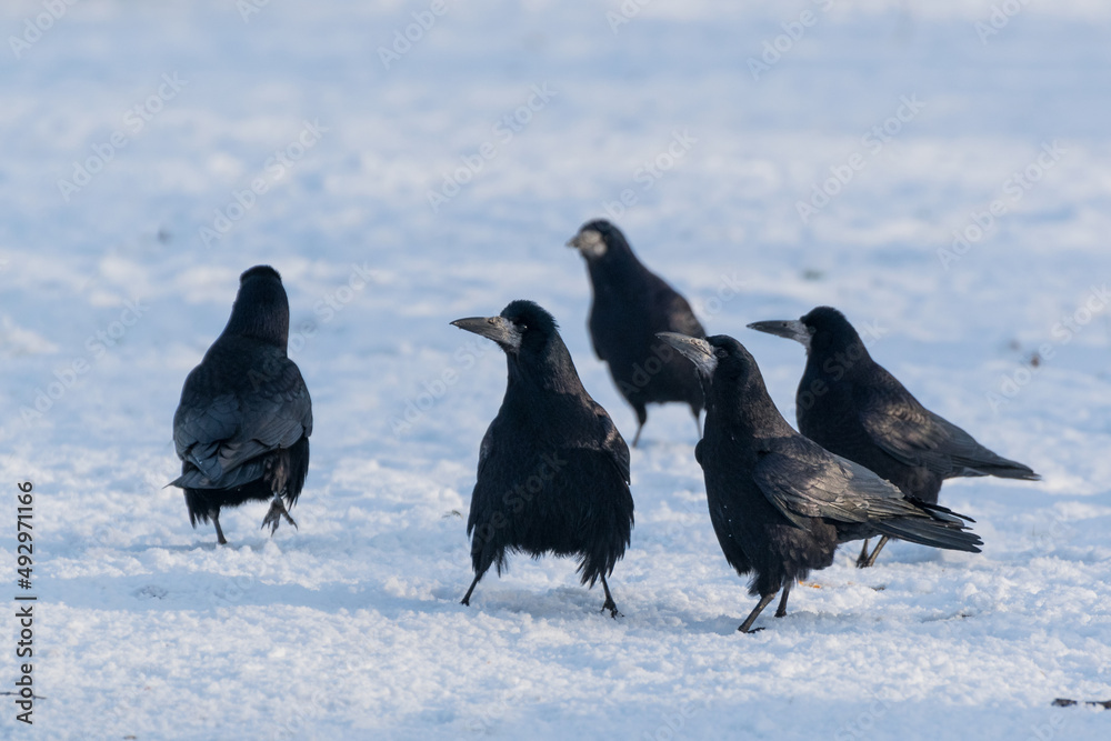 Stado czarnych ptaków na śniegu, gawron, gapa, corvus frugilegus. Stock ...