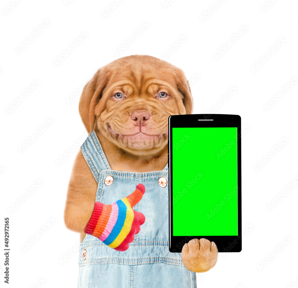 Happy puppy wearing overalls holds smartphone with empty green screen ...