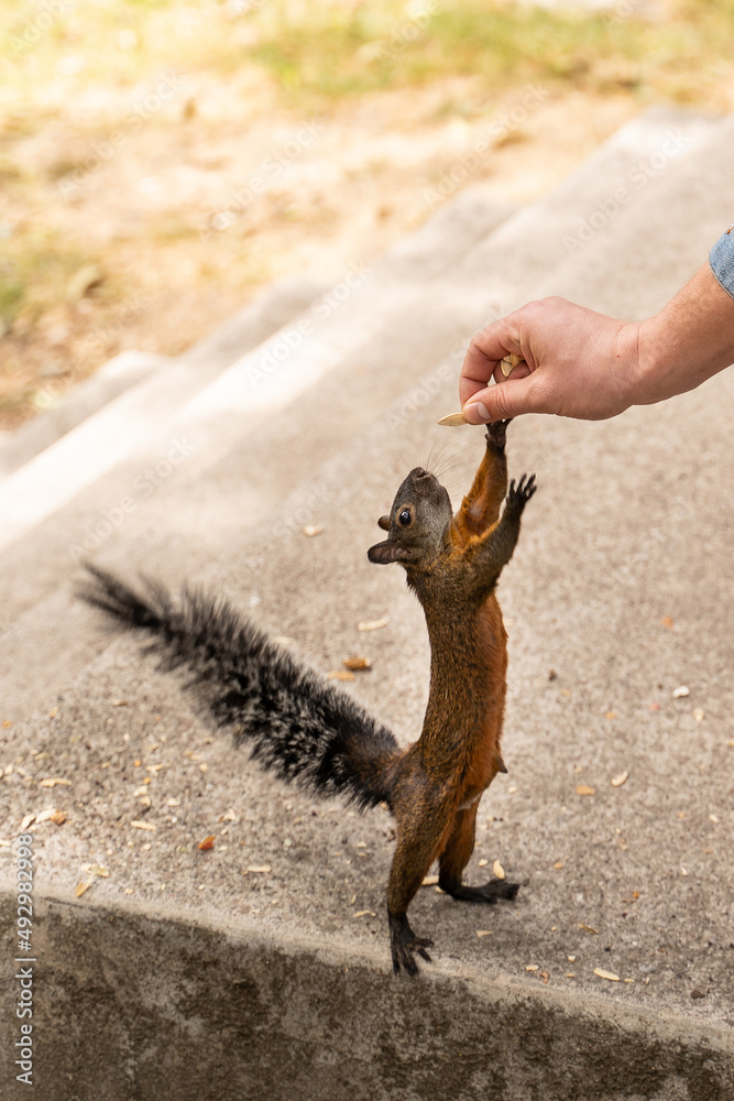 Funny small Mexican gray (red-bellied) squirrel stands on hind legs in ...