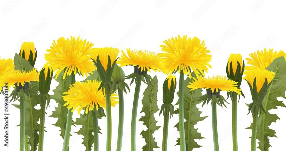 Realistic yellow dandelion flowers bending 4k loop animation with alpha ...