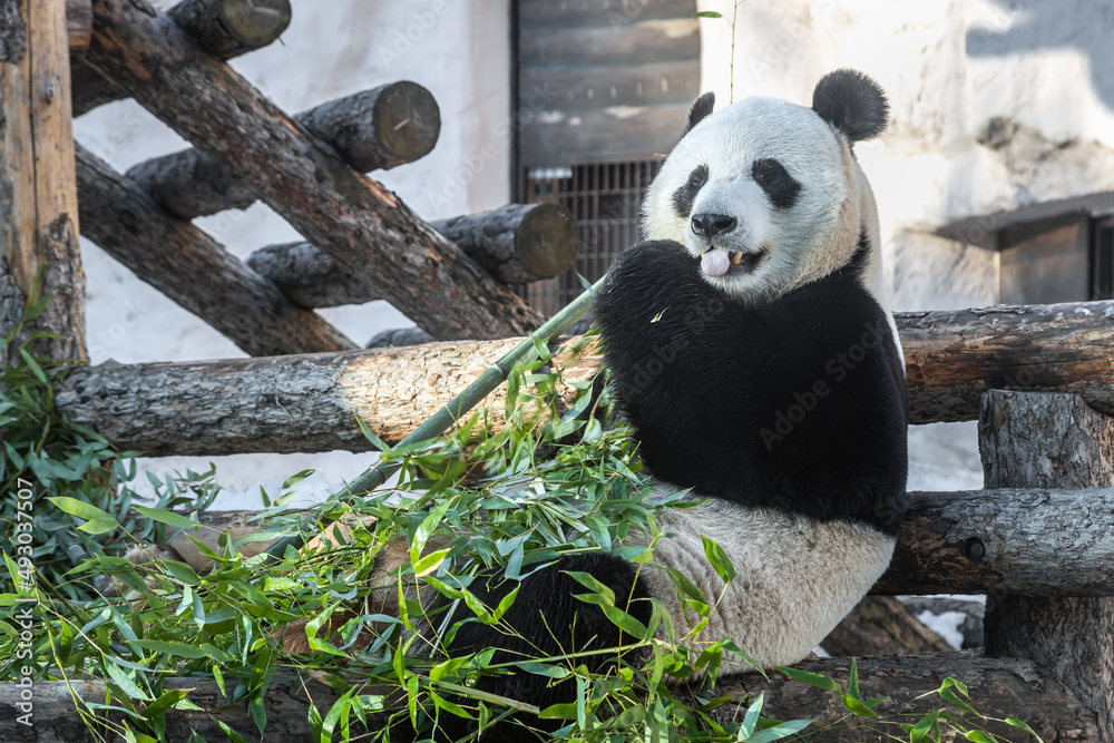 hungry Panda eating bamboo stems. cute Panda eating lunch Stock Photo ...