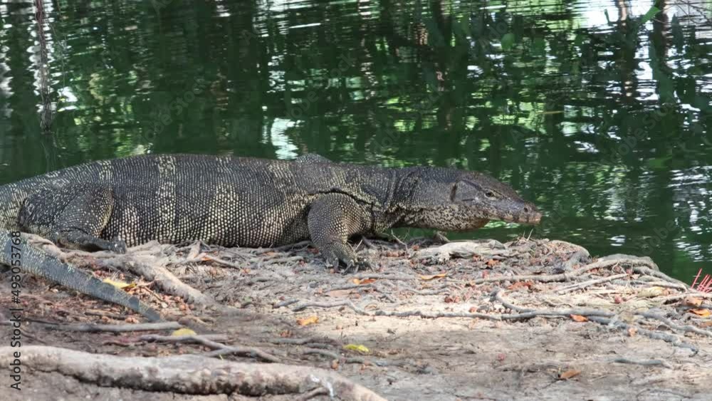 An Asian water monitor lizard was sunning on the watercourse bank ...