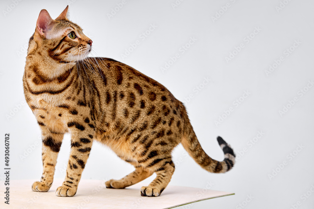 Bengal Cat walking on White studio background, beautiful color of wool ...