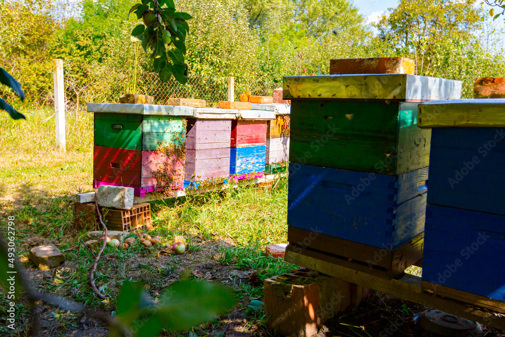 Row of beehives on the pasture, apiary, Bee farm with fly trajectory ...