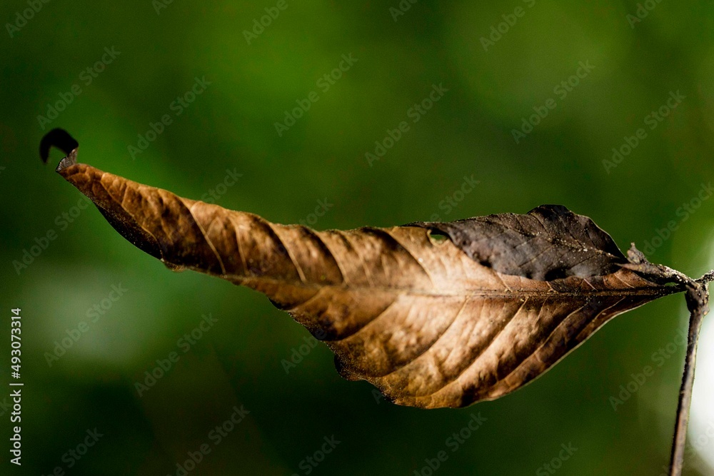Folha seca com fundo verde em meio a galhos e plantas. Stock Photo ...
