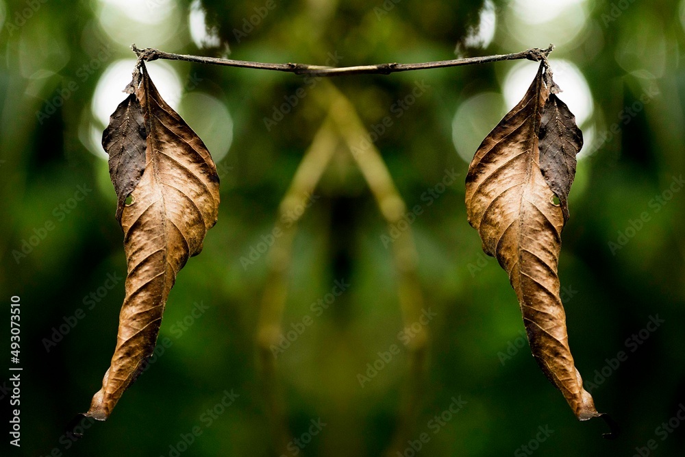 Folha seca com fundo verde em meio a galhos e plantas. Stock Photo ...