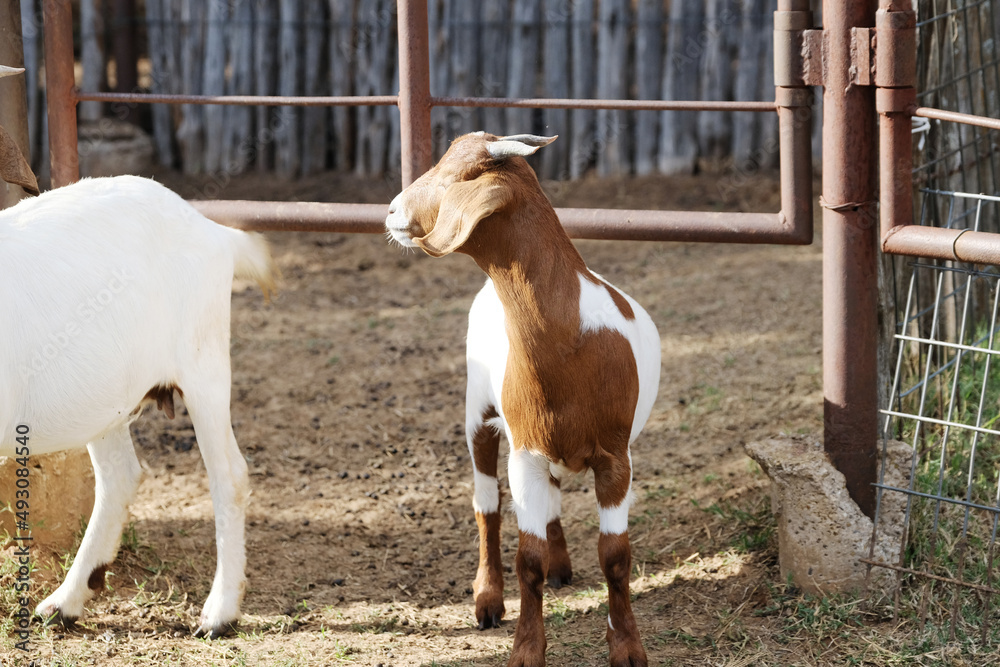 Boer goats on farm with horns close up. Stock Photo | Adobe Stock