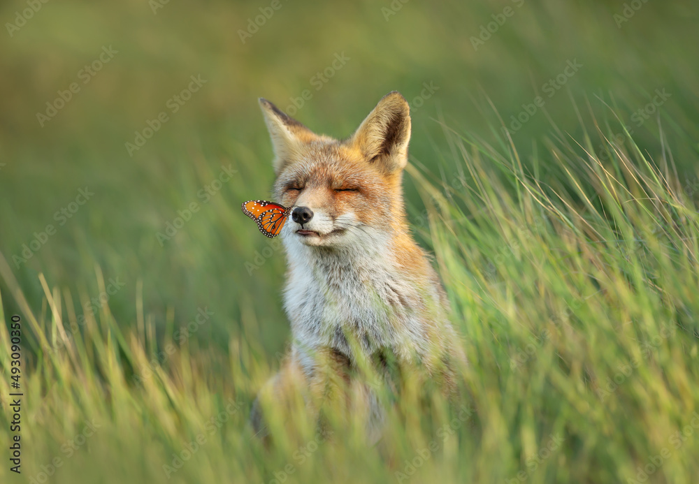 Red fox in a meadow with a butterfly sitting on a nose Stock Photo ...