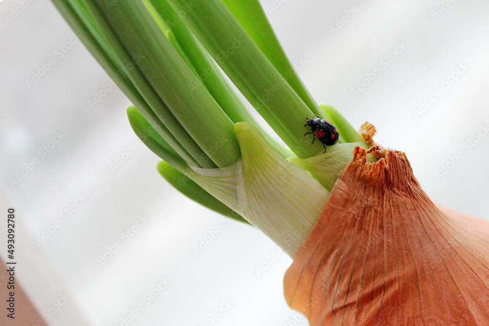 ladybug on fresh onion shoots. spring revival of nature. an interesting ...