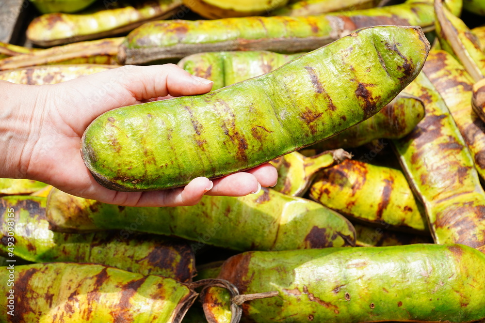 Ingá ripe pod fruits, ice cream bean (Inga edulis), tropical fruit in ...