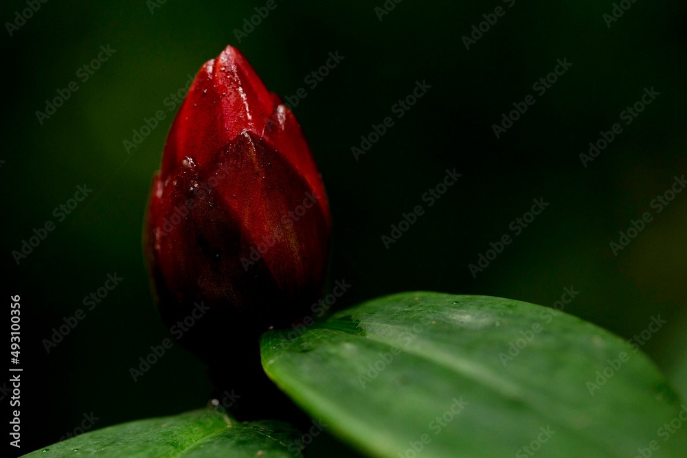 Flor da planta conhecida como Cana-do-Macaco. Mata Atlântica Brasileira ...