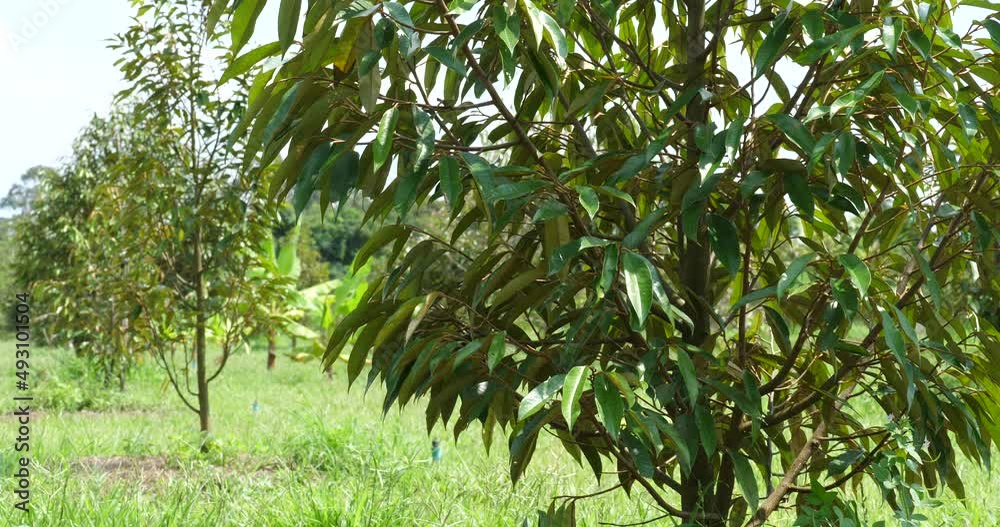 Durian tree in organic garden,Durian tree growing,tropical fruit on ...