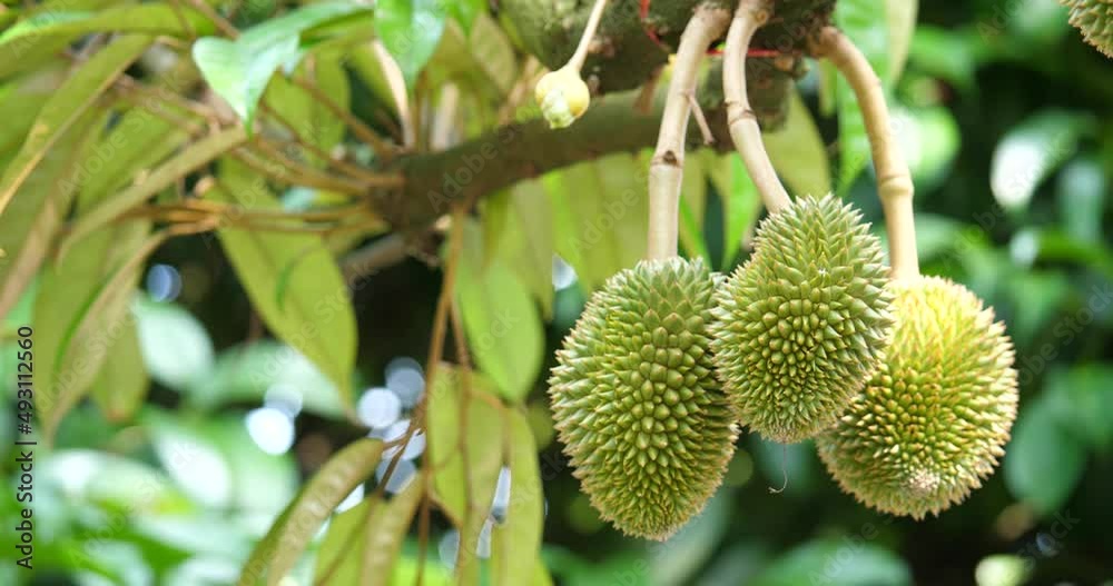 durians on the durian tree,Young durians are growing. vídeo do Stock ...