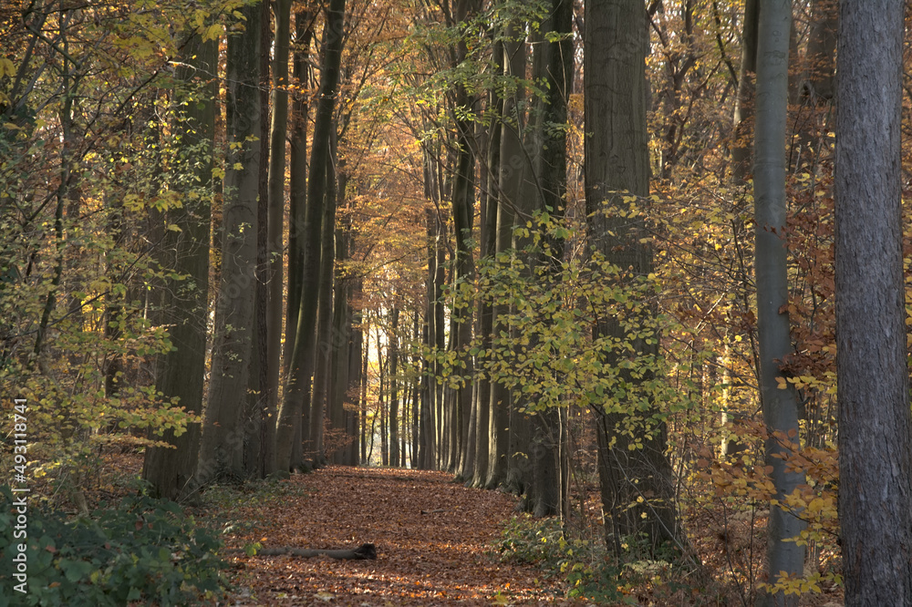 Stately lane of tall colorful aun trees in `Makegemse bossen` forest in ...