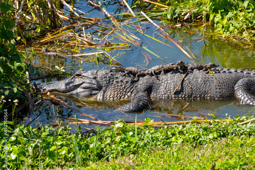 Four baby alligators sitting on the momma alligators back in a pool in ...