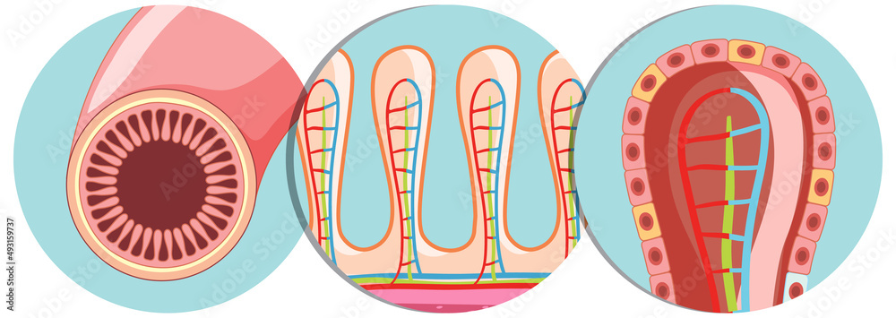 Diagram showing intestinal villus structure Stock Vector | Adobe Stock