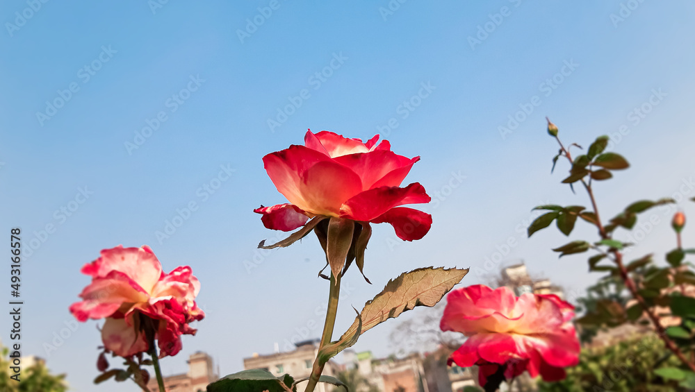 Awesome and Lovely Red Blend Hybrid Tea Rose (Double Delight ) in the ...