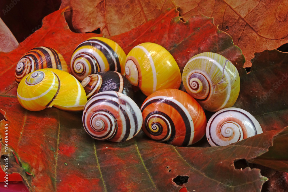 Cuban snail (Polymita picta) one of world most beautiful land snails ...