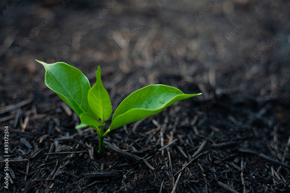 Close-up photo of a small sapling. The seedlings grow under the ash ...