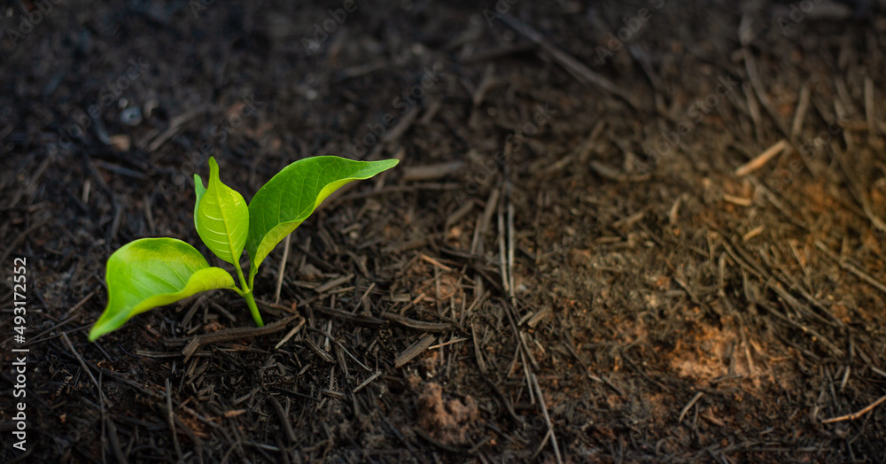Close-up photo of a small sapling. The seedlings grow under the ash ...