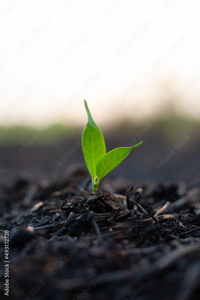 Close-up photo of a small sapling. The seedlings grow under the ash ...