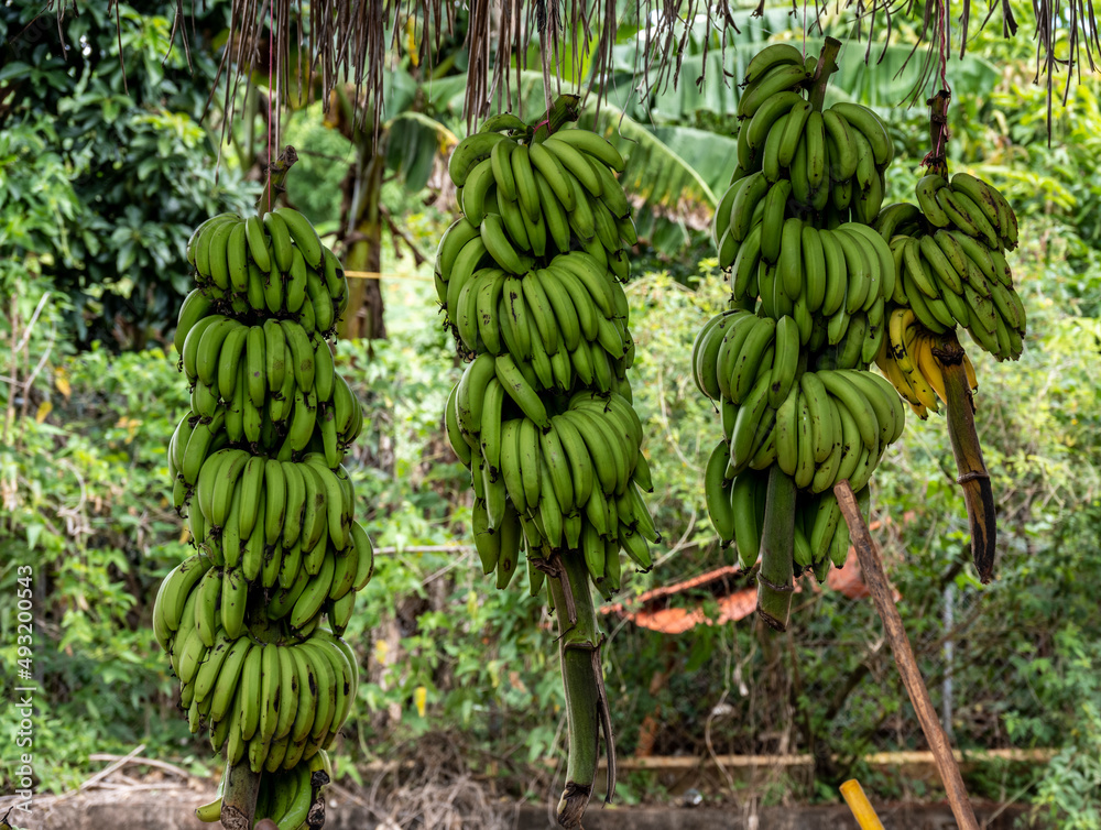 still life with tropical fruits on a shelf and hanging on a hook Stock ...