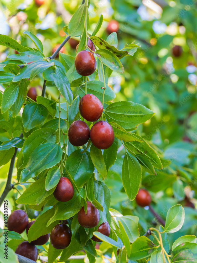 Ziziphus fruits background, Exotic fruits and green leaves of jujube ...