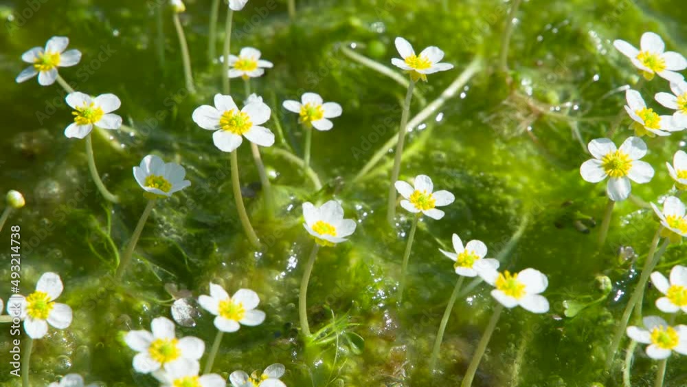 Disgusting Slime Beautifully Blossomed. Swampy bubbly mucus blossomed ...