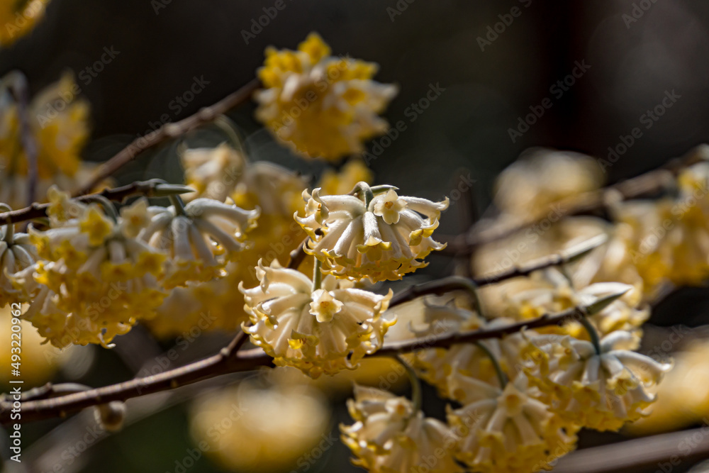 paper bush flowers in the Japanese garden Stock Photo | Adobe Stock