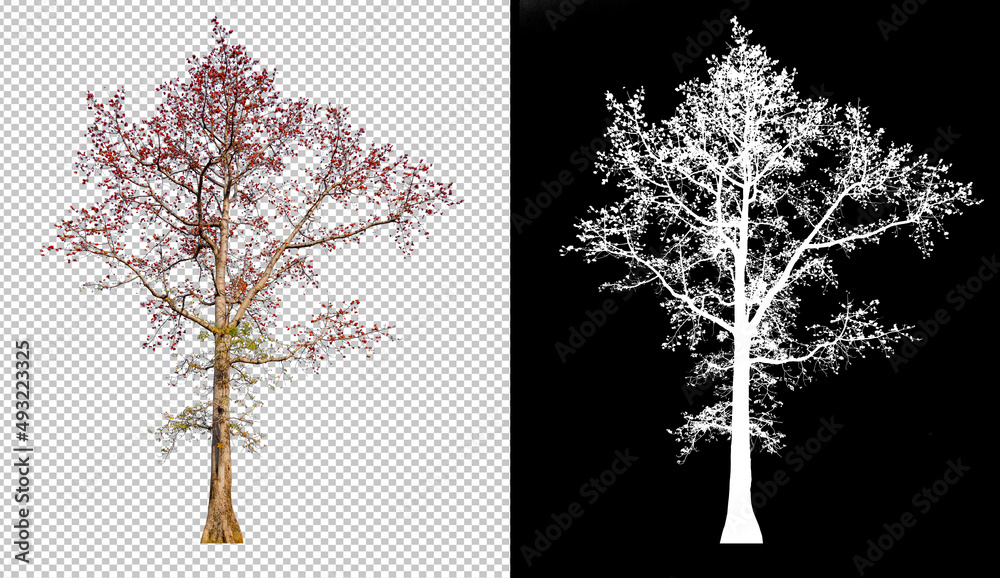 Red color flower tree on transparent picture background with clippings ...