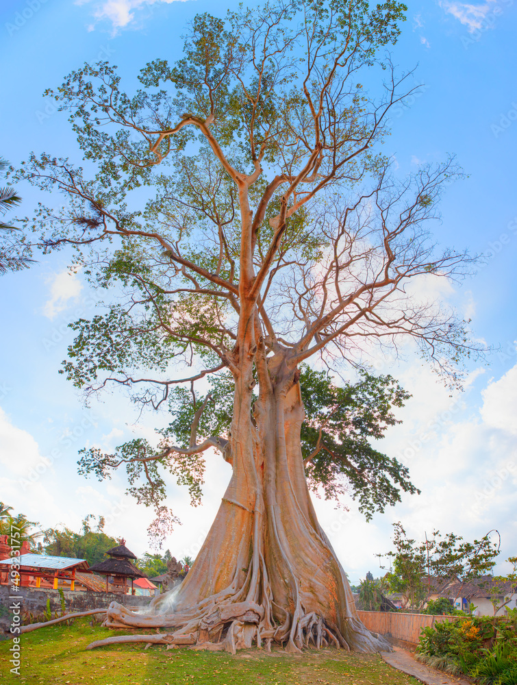 Large Banyan tree in Kayu Putih Tourism is located in Baru Village ...