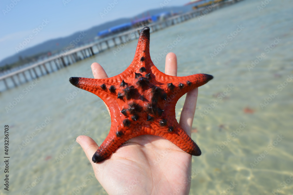 Beautiful red starfish on hand at Rach Vem Beach, Phu Quoc Island ...