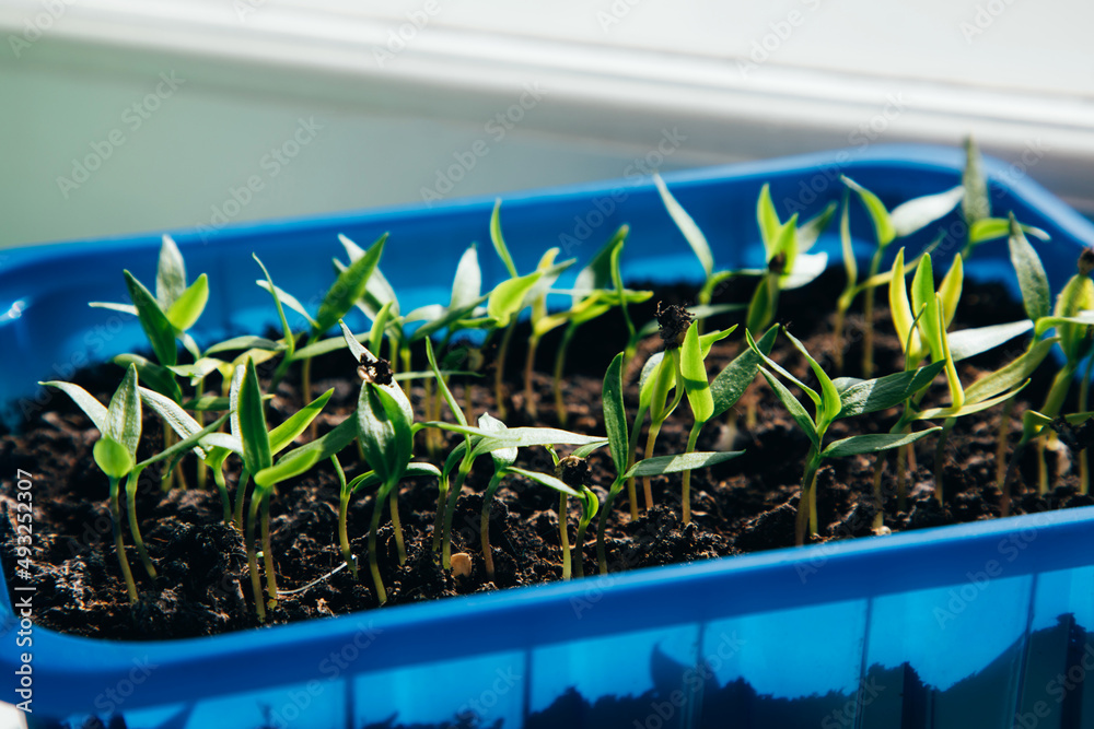 Seedlings of pepper in a blue tray. Pepper sprouts grown from seed ...