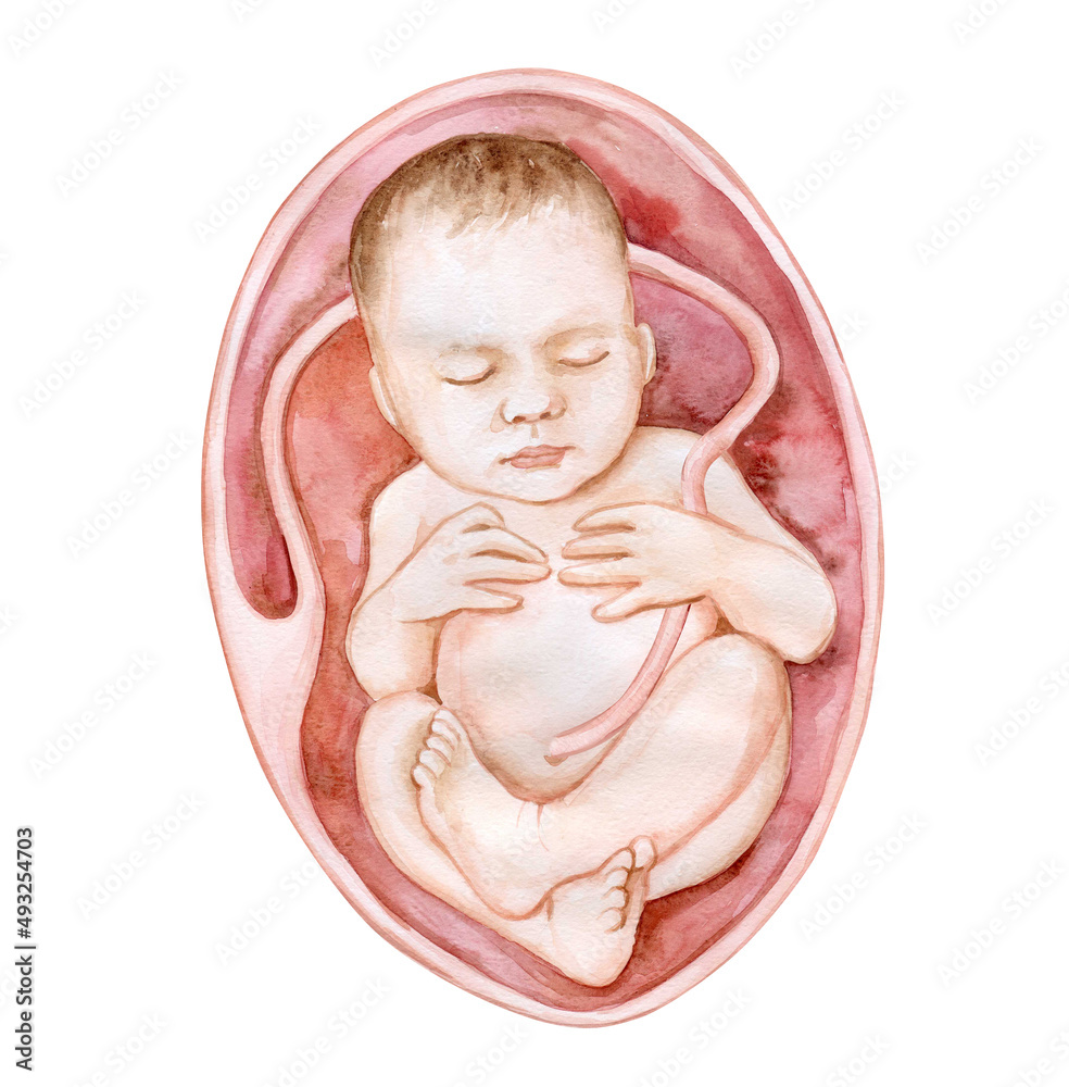 newborn baby in mother's womb, Child development Fetus watercolor clipart placenta New family ...