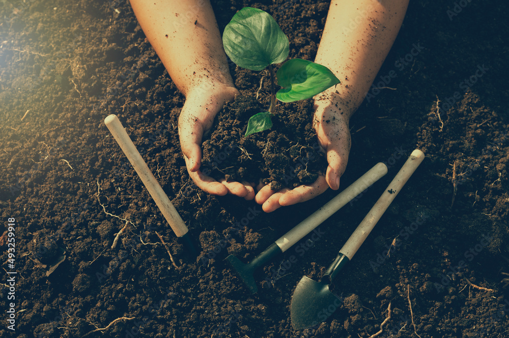little boy's hand holding a green sapling earth day In the hands of ...