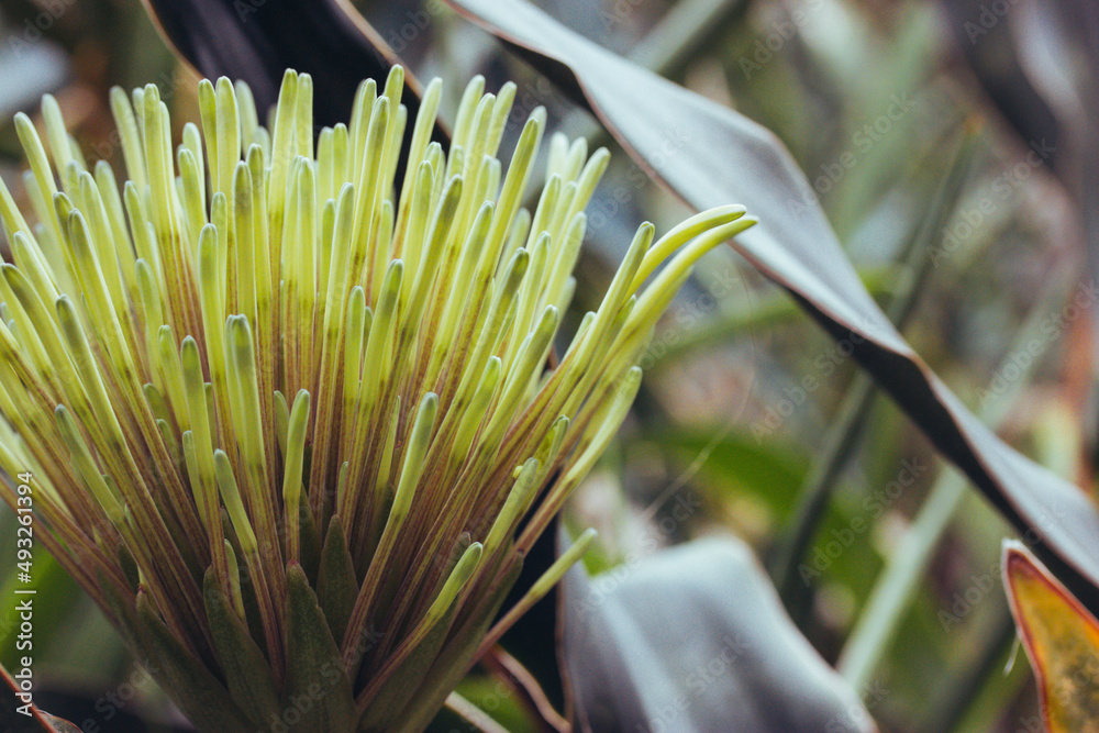 Exotic fresh green flower Dracaena pethera, Sansevieria kirkii known as ...