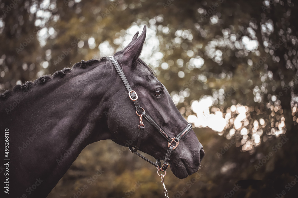 Schwarzes Pferd mit Halfter im Portrait Stock Photo | Adobe Stock