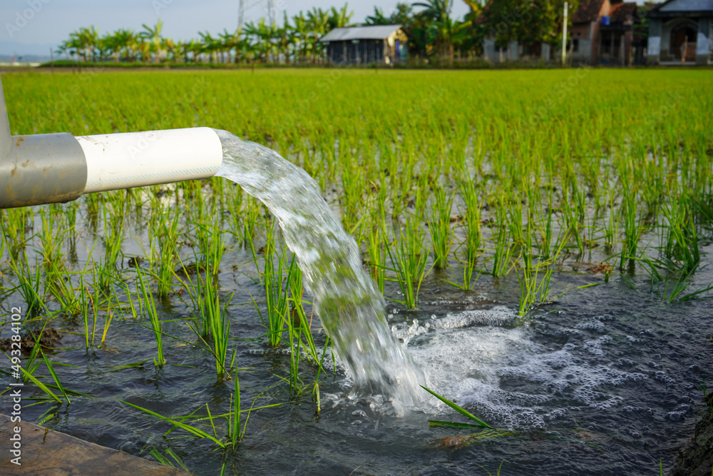 Irrigation of rice fields using pump wells with the technique of ...