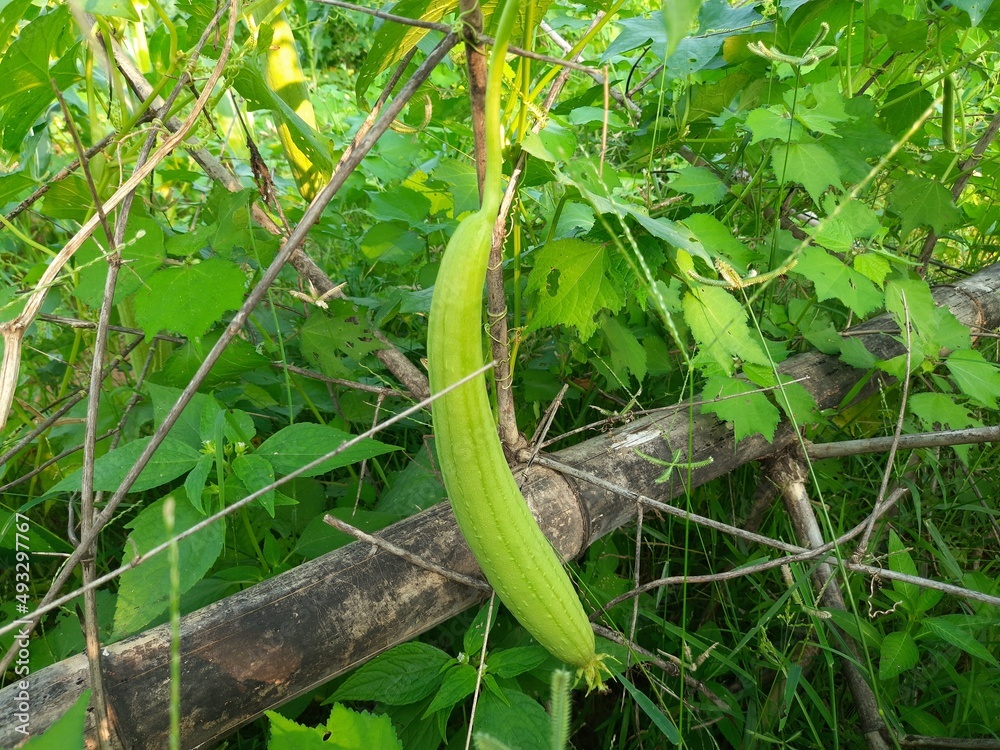 Sponge gourd in vegetable garden. Luffa cylindrica, the sponge gourd ...