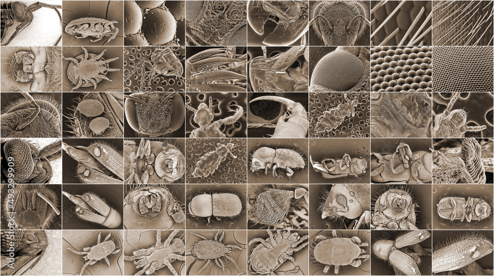 Insect electron microscope photos. Beetles, parasitic ticks, flea, lice ...