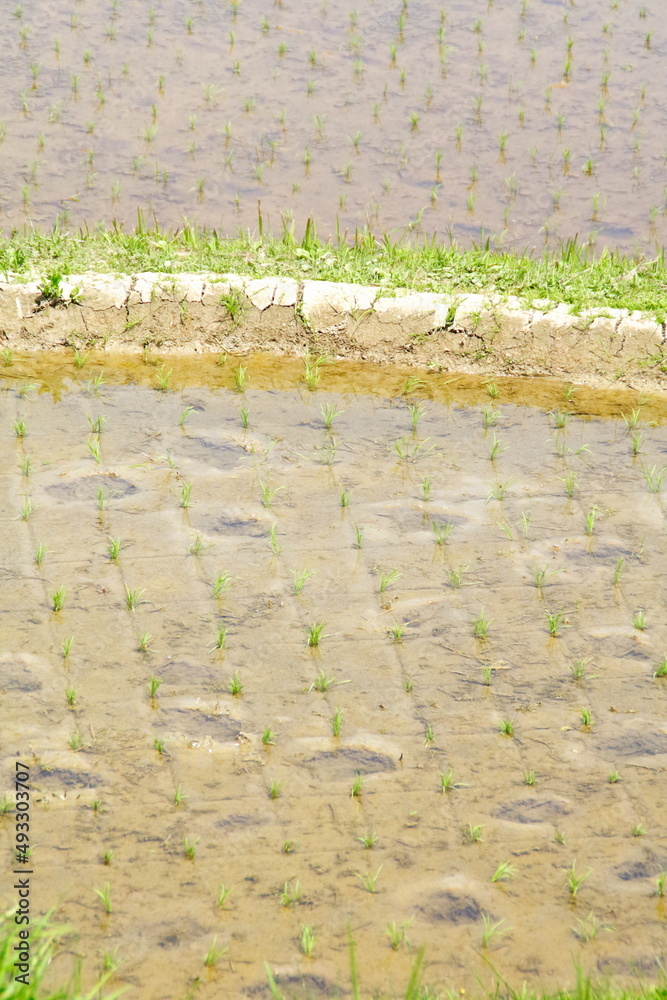 世界農業遺産 石川県輪島 白米千枚田 棚田 田植え風景 Globally Important Agricultural Heritage ...