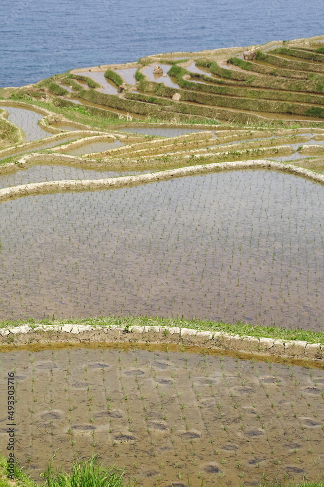 世界農業遺産 石川県輪島 白米千枚田 棚田 田植え風景 Globally Important Agricultural Heritage ...