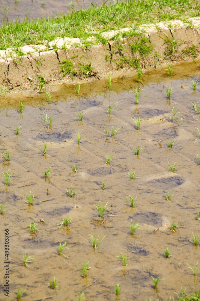 世界農業遺産 石川県輪島 白米千枚田 棚田 田植え風景 Globally Important Agricultural Heritage ...