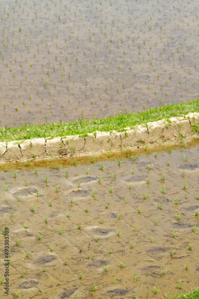 世界農業遺産 石川県輪島 白米千枚田 棚田 田植え風景 Globally Important Agricultural Heritage ...